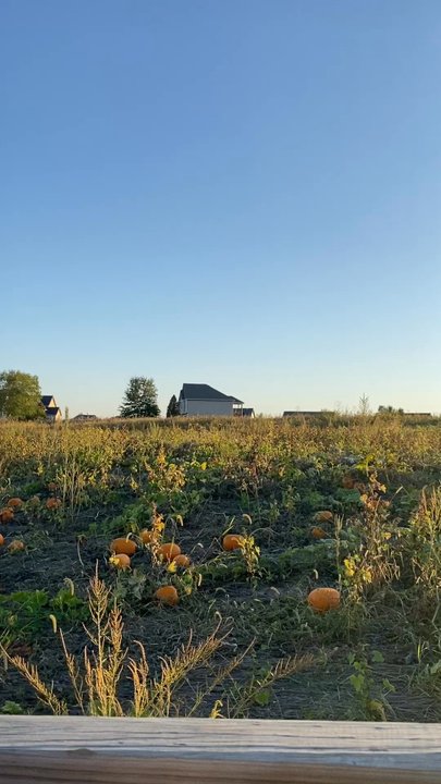 FUN FARM PUMPKIN PATCH - Updated December 2025 - 108 Photos & 47 ...