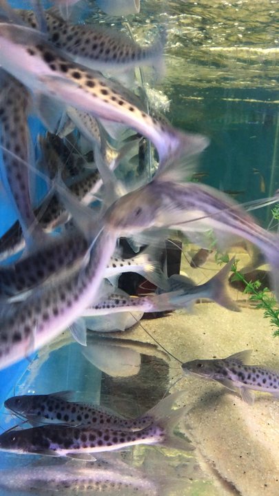 PREDATORY FINS - Updated December 2025 - 37 Photos & 11 Reviews - 750 ...