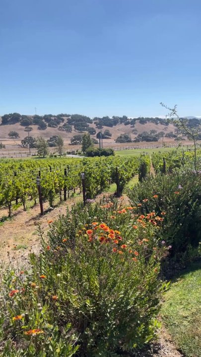 RUSACK VINEYARDS - Updated June 2026 - 167 Photos & 199 Reviews - 1819 ...