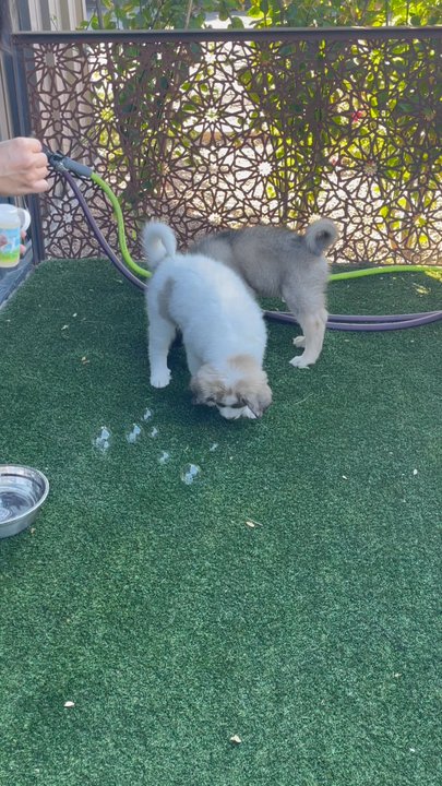 PIZZA TO THE RESCUE - Updated May 2025 - 334 Photos & 179 Reviews ...