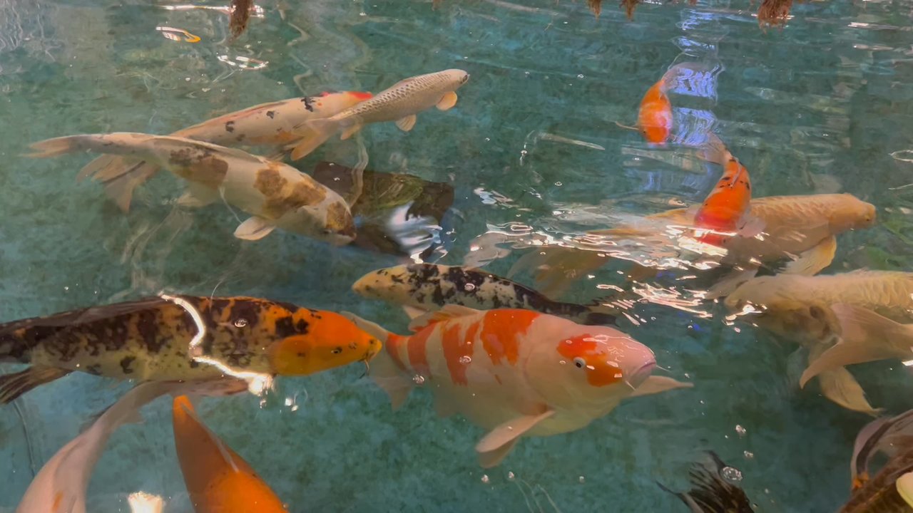 JUNGLE OF NILES OUTLET - Updated November 2025 - 145 Photos & 105 ...