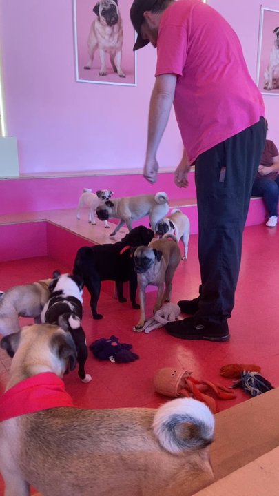 CUPPA PUG - Updated December 2025 - 199 Photos & 82 Reviews - 607 W 9th ...