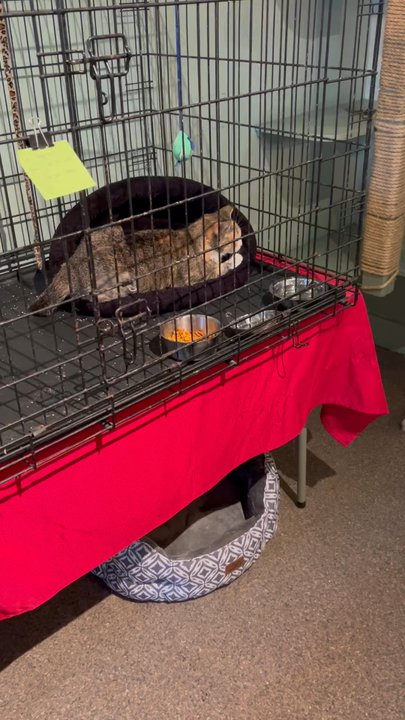 LE CAT CAFE - Updated June 2026 - 154 Photos & 60 Reviews - 2713 W ...