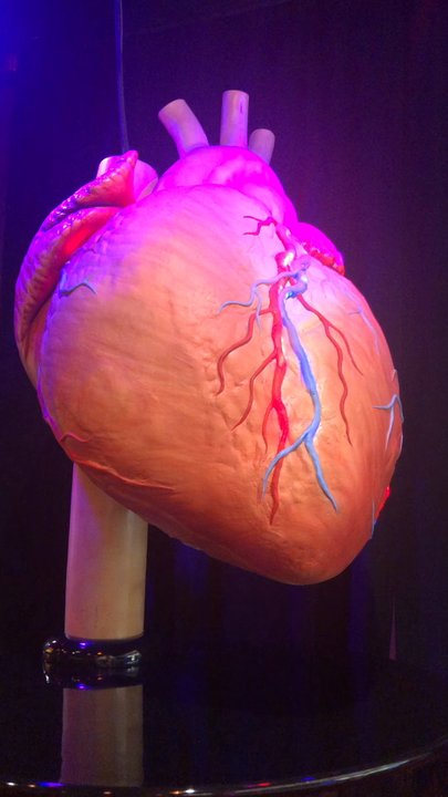 THE HEALTH MUSEUM - Updated May 2026 - 502 Photos & 153 Reviews - 1515 ...