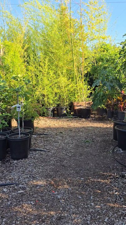 Trees Outlet Updated May 2026 63 Photos And 27 Reviews 9149 Gerber