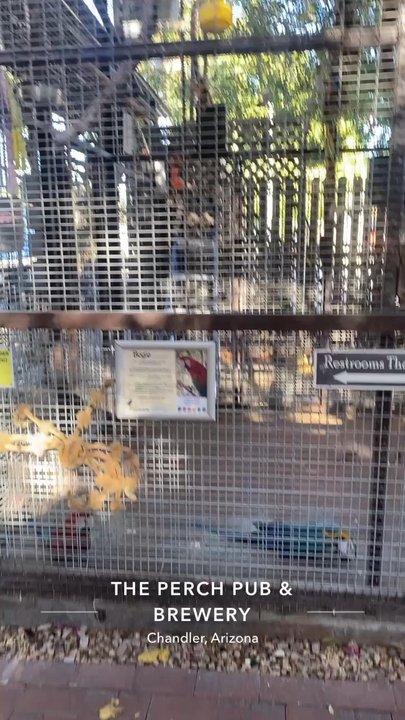 THE PERCH BREWERY - Updated January 2025 - 1653 Photos & 1669 Reviews ...