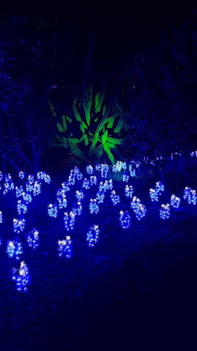 LIGHTSCAPE SAN DIEGO - Updated October 2025 - 250 Photos & 59 Reviews ...