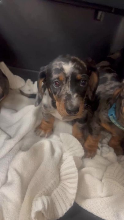 DIRK BUTCHKO PRO VET - Updated December 2025 - 165 Photos & 369 Reviews ...