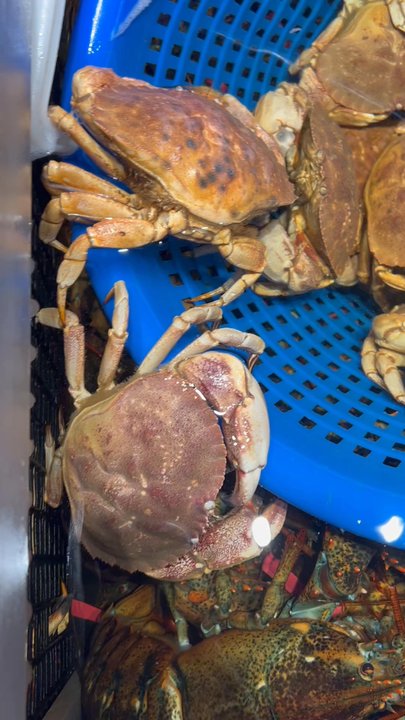 SUPERIOR LOBSTER & SEAFOOD - Updated May 2026 - 17 Photos & 26 Reviews ...