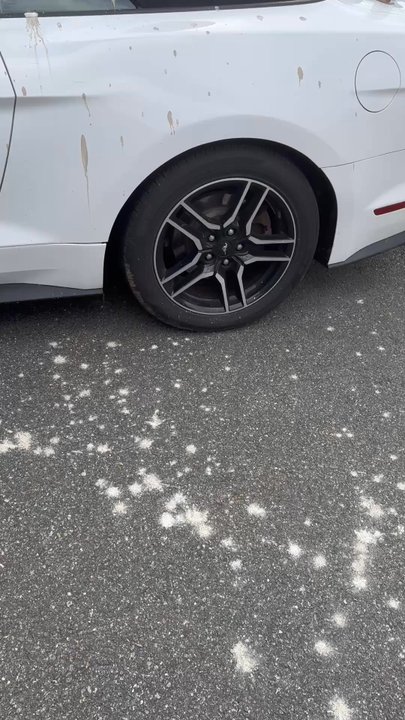 BLUE DIAMOND DISPOSAL - Updated January 2026 - 22 Photos & 22 Reviews ...