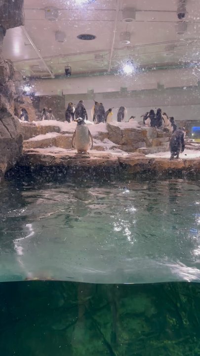 ABQ BIOPARK ZOO - Updated July 2025 - 889 Photos & 276 Reviews - 903 ...