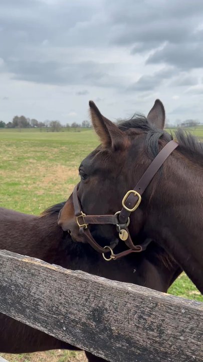 MILL RIDGE FARM - Updated October 2025 - 73 Photos & 16 Reviews - 2800 ...