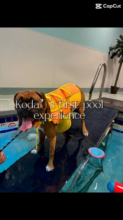Olde Towne Pet Resort - Updated May 2026 - 129 Photos & 217 Reviews ...