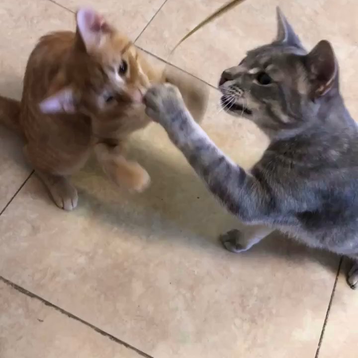 PAWS ATLANTA - Updated December 2025 - 84 Photos & 58 Reviews - 5287 ...