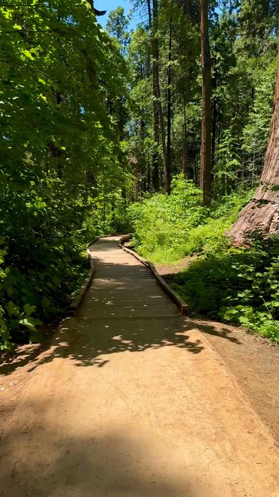CALAVERAS BIG TREES STATE PARK - Updated May 2026 - 1324 Photos & 387 ...