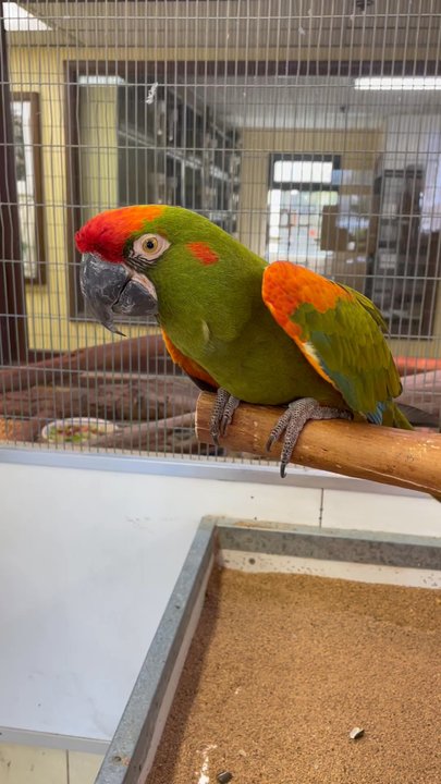 MAGNOLIA BIRD FARM - Updated March 2025 - 142 Photos & 189 Reviews ...