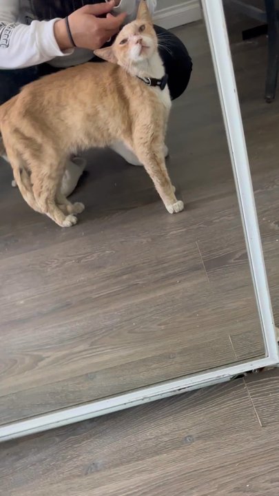 DOWNEY ANIMAL CARE CENTER - Updated February 2025 - 301 Photos & 293 ...